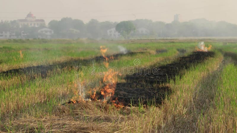 Fire Hot Burn Warm Heat Flame Stock Video - Video of blue, animation ...