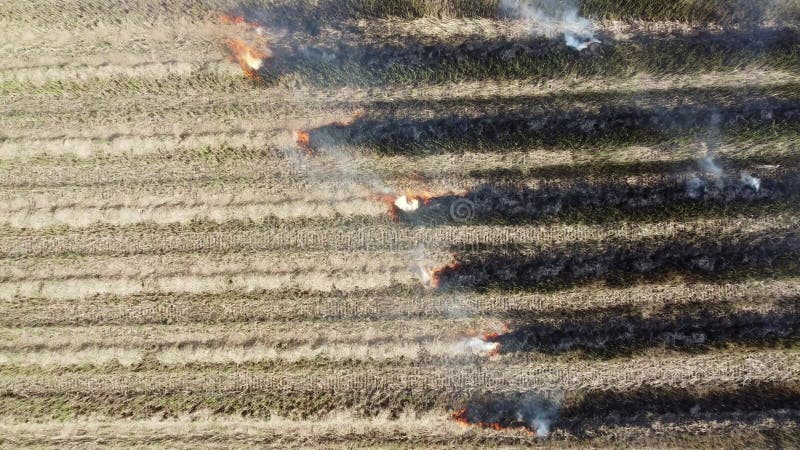 Open Fire Burning at Paddy Field Stock Footage - Video of nature ...