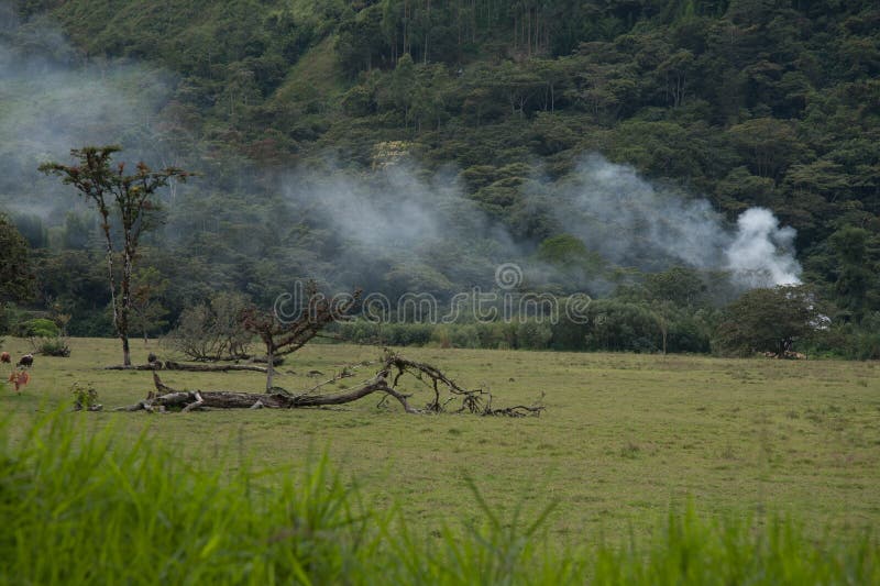 Open fire in a forest stock image. Image of atmosphere - 152857693