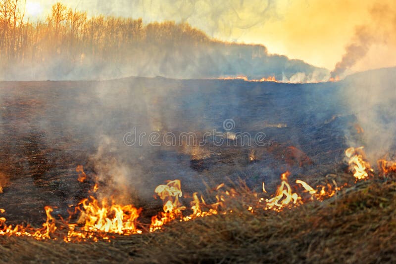 Open Flame. Burning Dry Grass in the Field Stock Photo - Image of heat ...