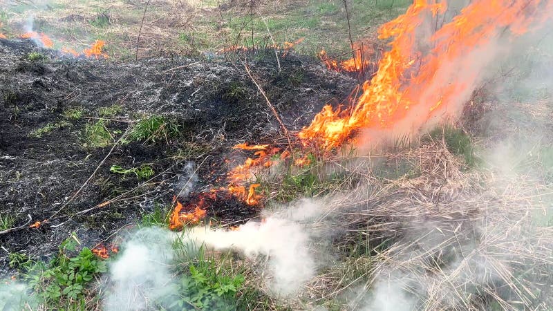 Open Flame. Burning Dry Grass in the Field. Extreme Disaster and Forest ...