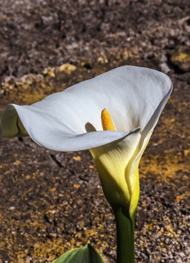 Open Flower Delicate White Calla Lilies Stock Photo - Image of beauty ...