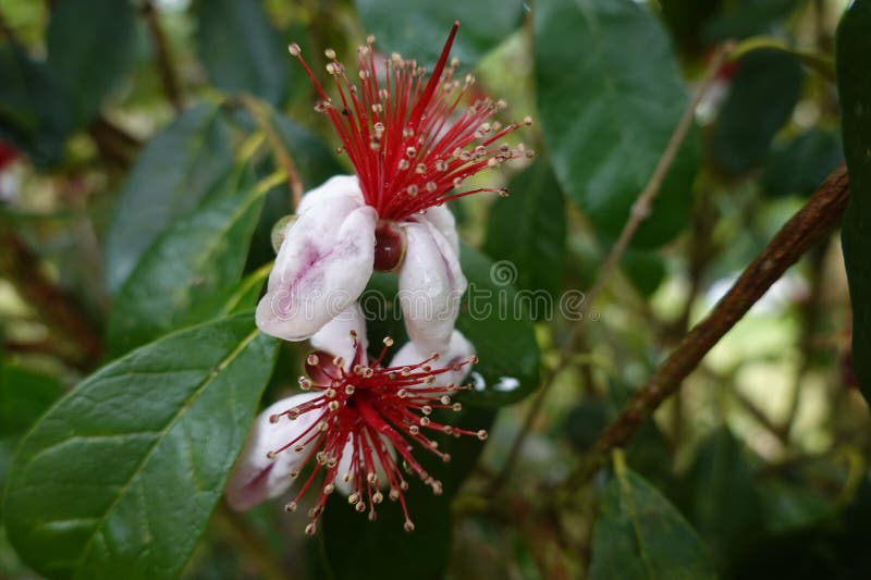 Open Flower of Feijoa. Feijoa Tree with Flowers Stock Image - Image of ...
