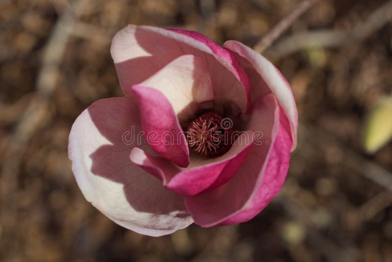 Open flower stock photo. Image of outdoor, rose, unopened - 68070642