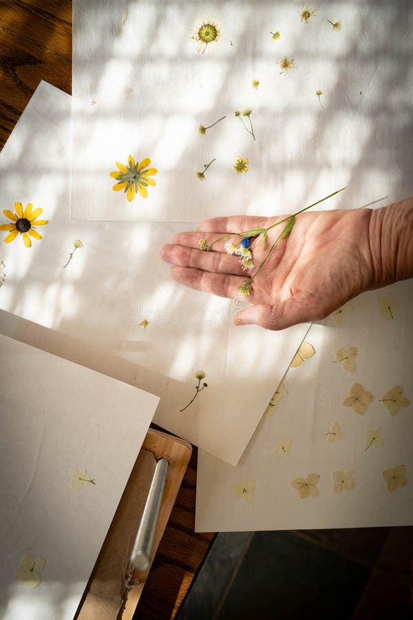Open Flower Press with Various Dried Flowers on Blotting Paper Stock ...