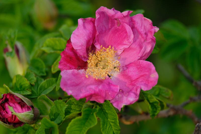 The open flower of a rose stock image. Image of open - 130834837