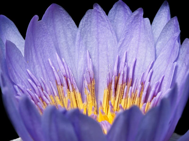 Open Flower of a Water Lily Stock Image - Image of background, colours ...