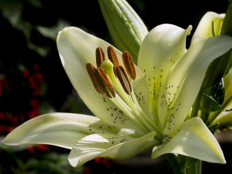 Open flower white lily stock photo. Image of summer, botany - 69673364