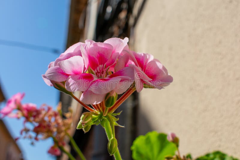 Open Flower with White and Pink Tones Stock Image - Image of texture ...