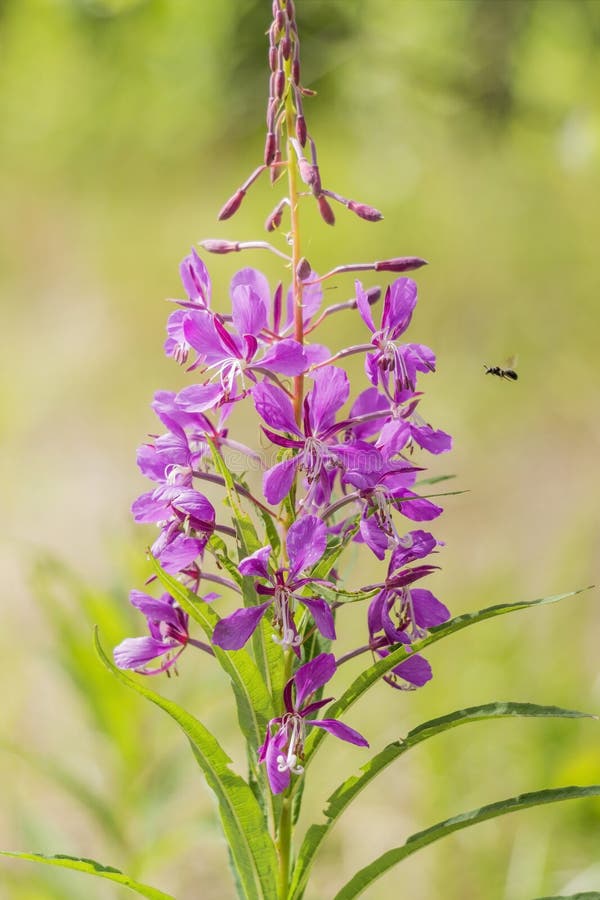 Open flower willow tea stock photo. Image of family, nectar - 57265178