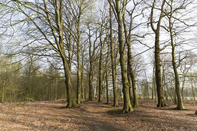 Open Forest with Leaves All Over the Ground Stock Image - Image of ...