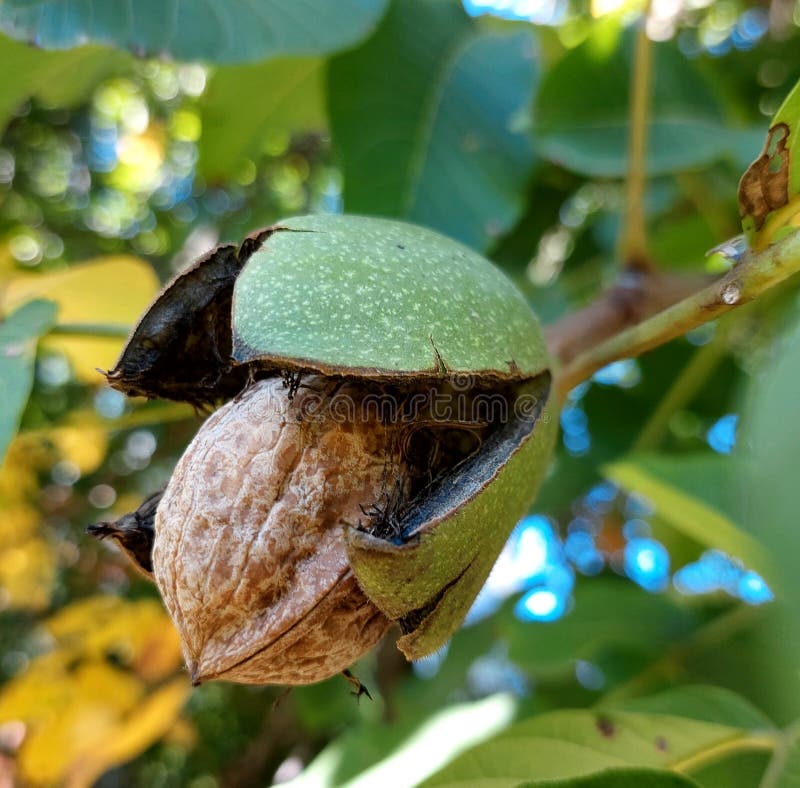 Open fruit of walnut tree stock photo. Image of plant - 357685006