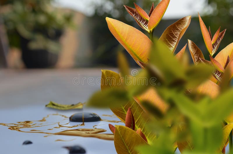 An Open Garden with Fresh Plants and Leaves Stock Photo - Image of ...