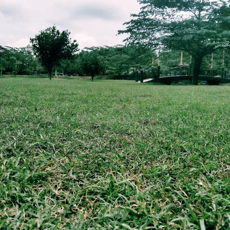 An Open Garden with Green Grass and Trees Makes the Air Fresh Stock ...