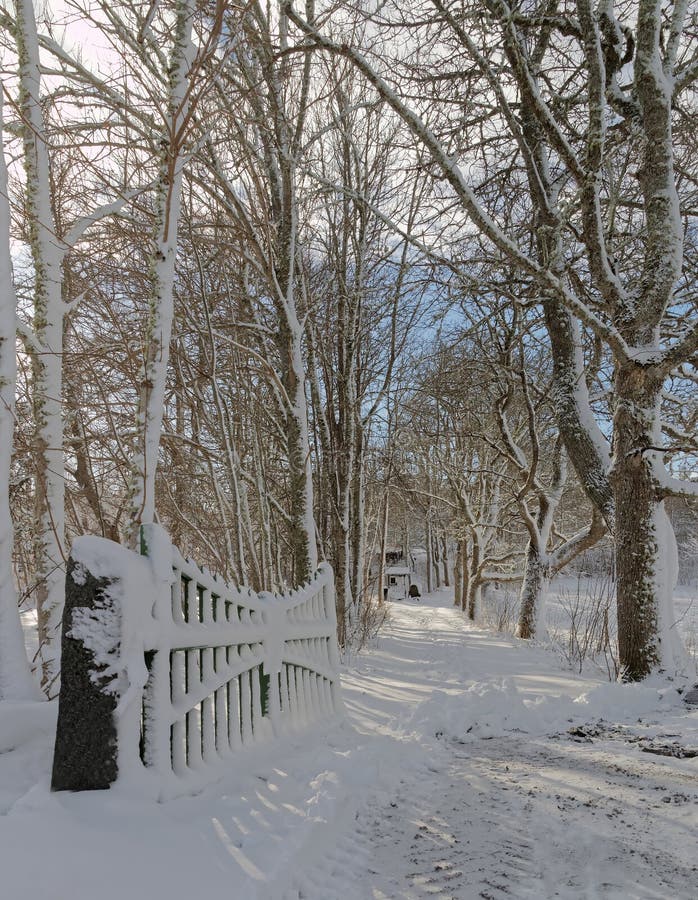 Open Gate and a Snowy Alley of Trees a Winter Day Stock Photo - Image ...