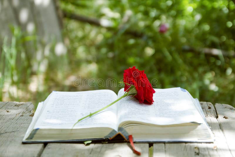 Open Glowing Bible with Red Rose Stock Photo - Image of clouds, flowers ...