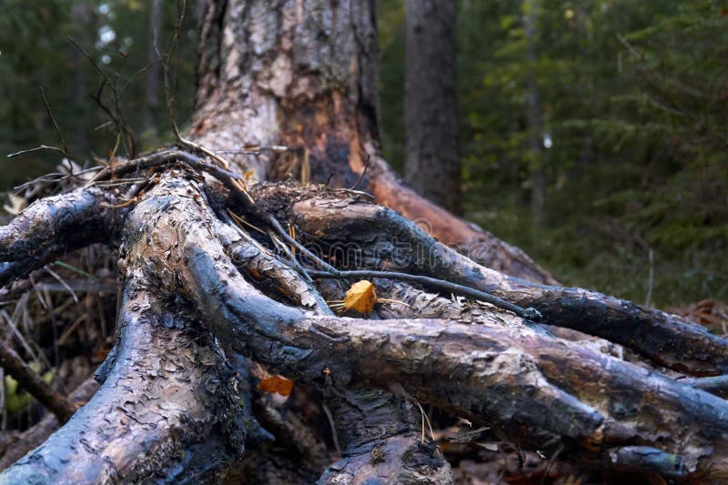 Gnarled Tree Roots And Leaves Stock Image - Image of autumn, roots: 1107889