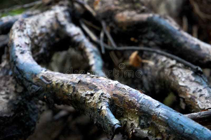 Open Gnarled Roots of the Old Tree Stock Photo - Image of foliage ...