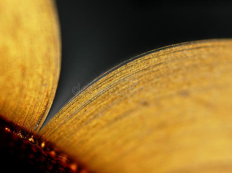 Open gold leaf book stock photo. Image of pages, gold, colour - 188762