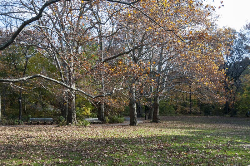 Open Grass Area on Central Park, New York Stock Image - Image of york ...