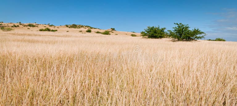 8,446 Arid Grassland Stock Photos - Free & Royalty-Free Stock Photos ...