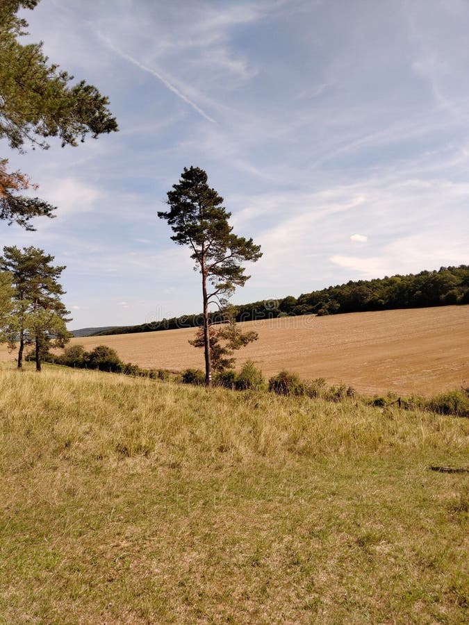 Open Grassy Area Surrounded by Trees and Foliage in an Isolated ...