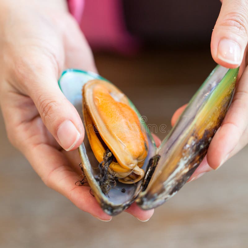 Open the Green Shell Mussel Stock Image - Image of seafood, mussel ...