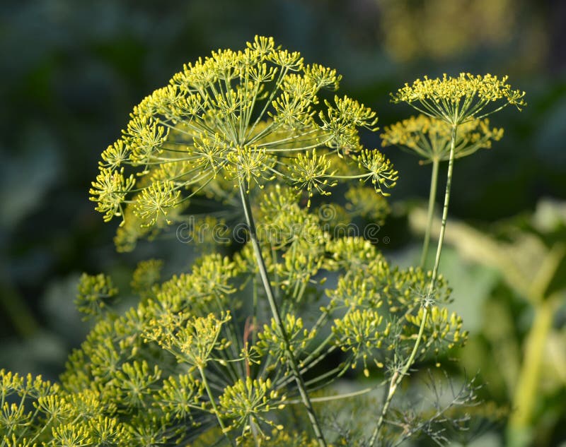 Dill Anethum Graveolens Grows in the Garden Stock Photo - Image of ...