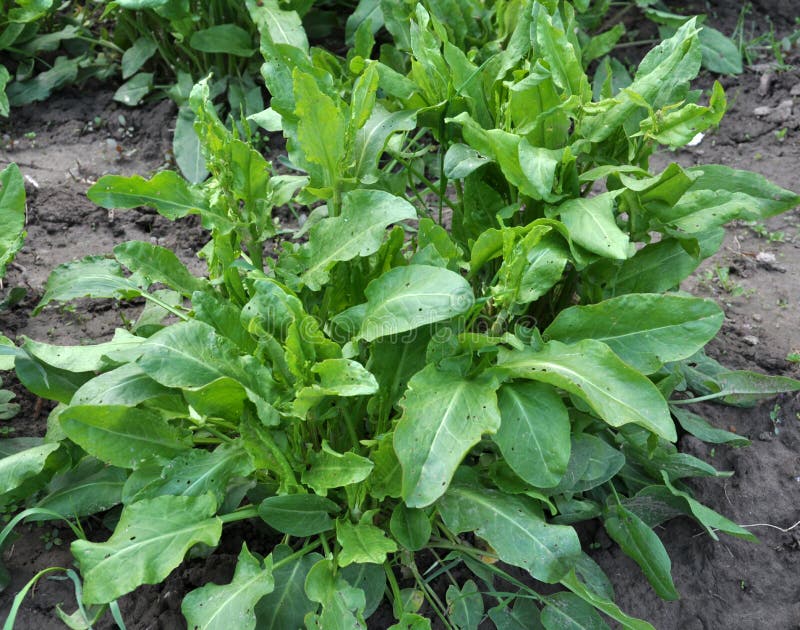 In the Open Ground in the Garden Grows Sorrel Stock Image - Image of ...