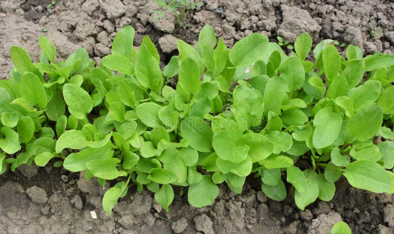 In the open ground in the garden grows sorrel