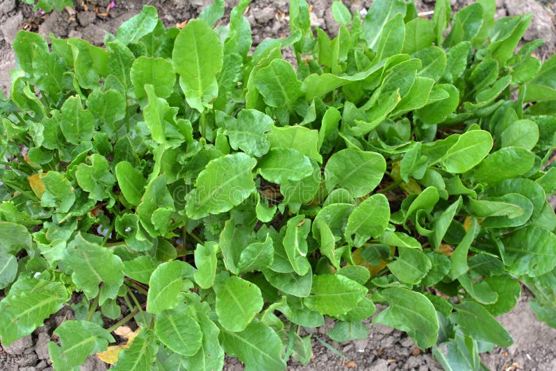 In the Open Ground in the Garden Grows Sorrel Stock Image - Image of ...