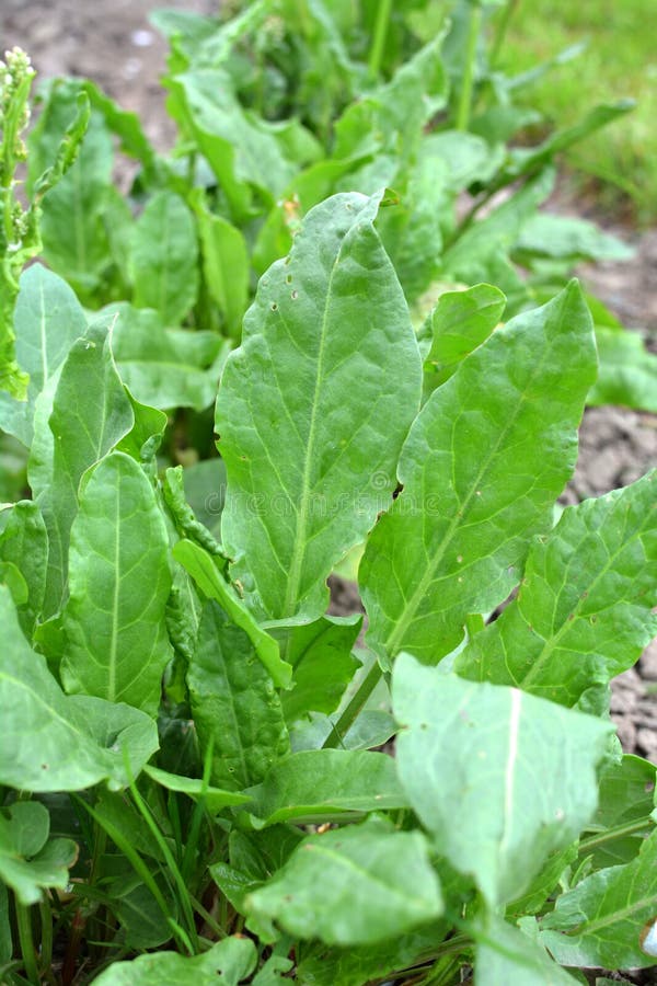 In the Open Ground in the Garden Grows Sorrel Stock Photo - Image of ...