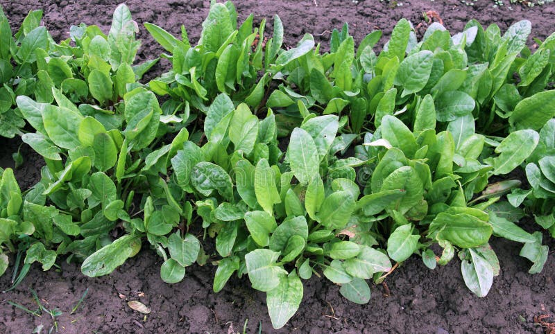 In the Open Ground in the Garden Grows Sorrel Stock Image - Image of ...