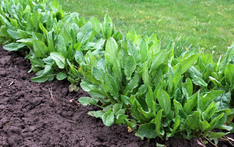 In the Open Ground in the Garden Grows Sorrel Stock Image - Image of ...