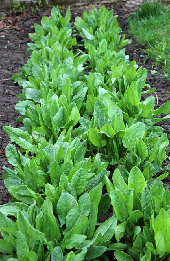 In the Open Ground in the Garden Grows Sorrel Stock Image - Image of healthy, ingredient: 308958253