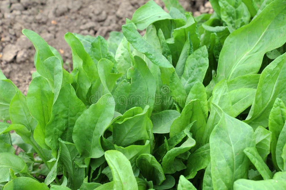 In the Open Ground in the Garden Grows Sorrel Stock Image - Image of ...