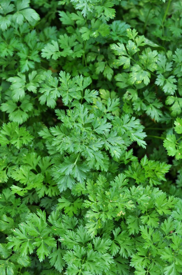 In the Open Ground Parsley Grows Stock Image - Image of branch, color ...