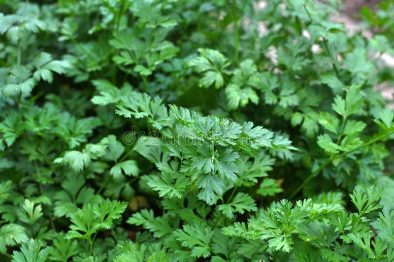 In the Open Ground Parsley Grows Stock Image - Image of agriculture ...