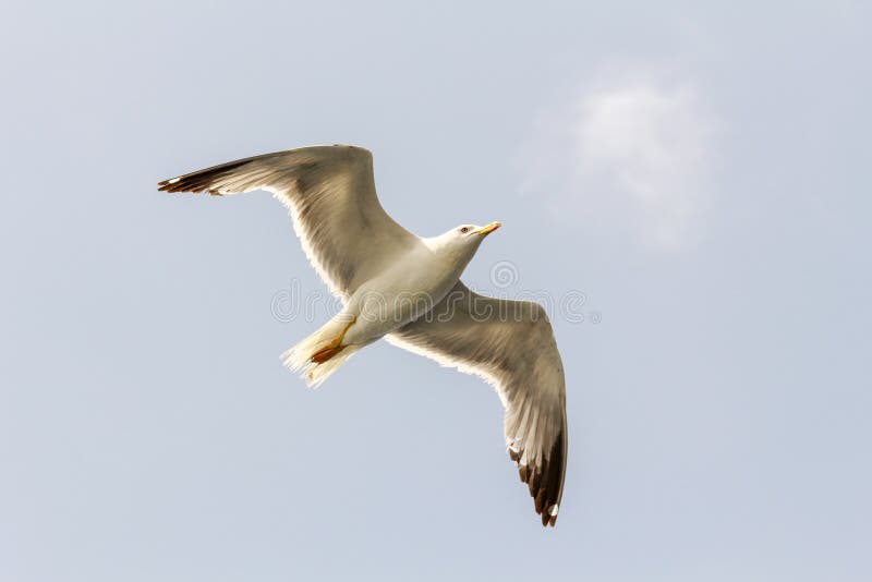 Gull, Wings Spread in Flight Stock Photo - Image of seabird ...