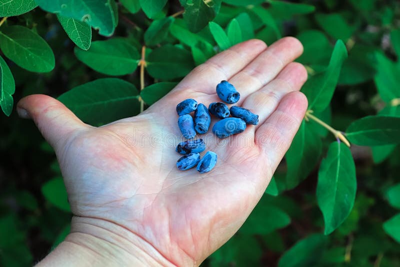 An Open Hand Holding Ripe Haskap Berries by the Tree Stock Image ...