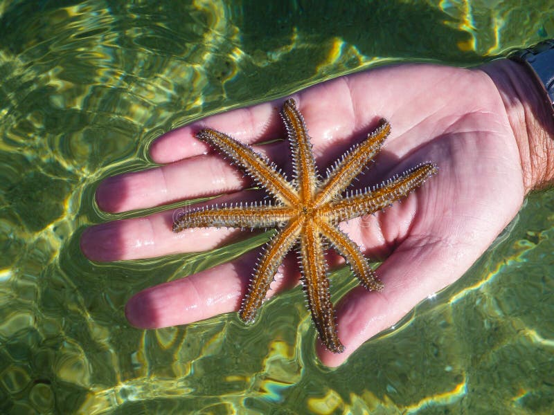 Open hand holding seastar stock photo. Image of clear - 74963564