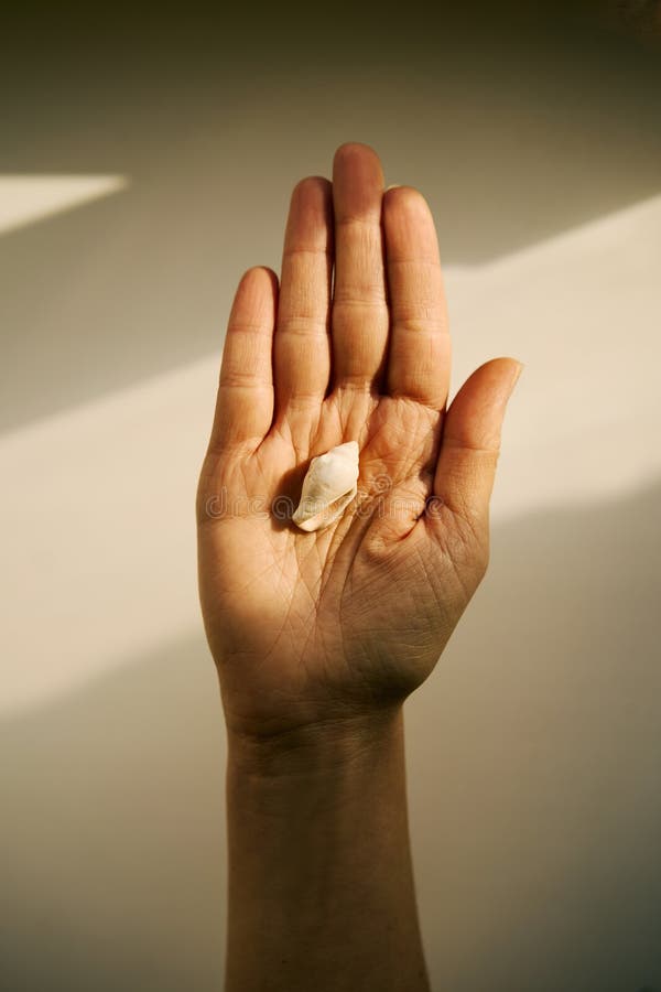 Open Hand Holding Small Seashell in Sunlight Stock Image - Image of ...