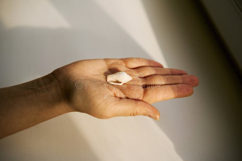 Open Hand Holding Small Seashell in Sunlight Stock Photo - Image of ...