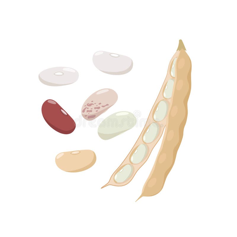 Open Haricot Bean Pod and Various Ripe Beans Seeds Isolated on White ...