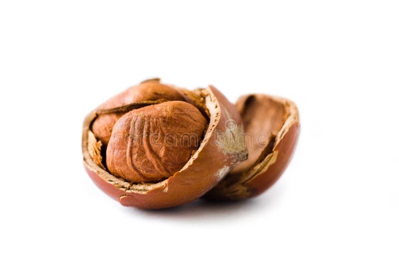 One hazelnut stock image. Image of wooden, single, cracked - 15874603