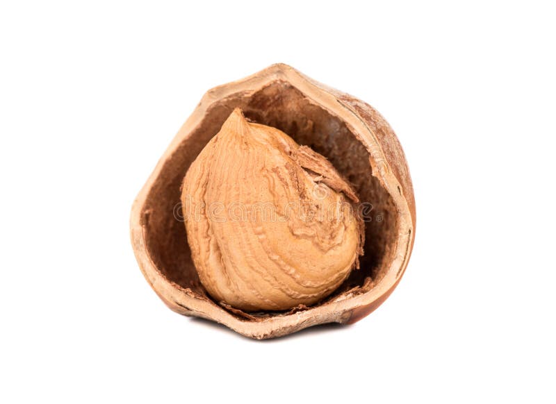 Open hazelnut stock image. Image of single, healthy, freshness - 82530385