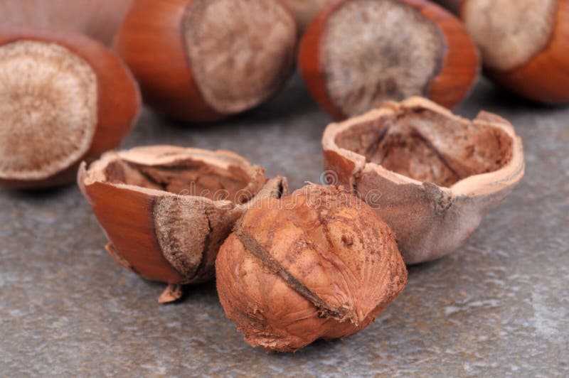 Open Hazelnut with Its Shell in Close-up Stock Image - Image of shell ...