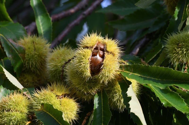 Open Hedgehog with Chestnuts Inside Hanging on a Tree in a Forest in ...