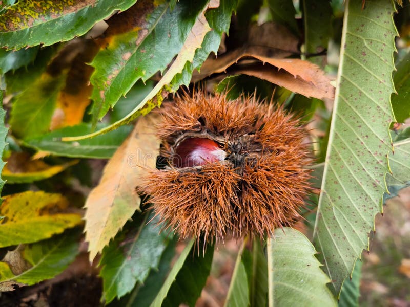 The Open Hedgehog with the Chestnuts Showing Stock Image - Image of ...