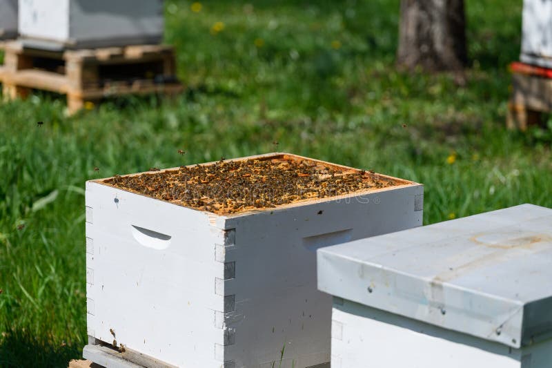 Open Hive Showing the Bees Swarming on a Honeycomb Stock Image - Image ...